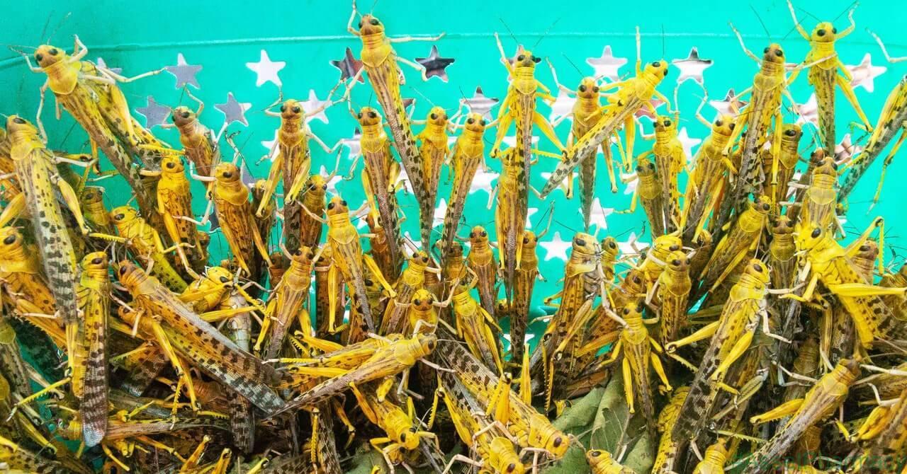 Africa's Huge Locust Swarms Are Growing At The Worst Time - Asset Pharmacy
